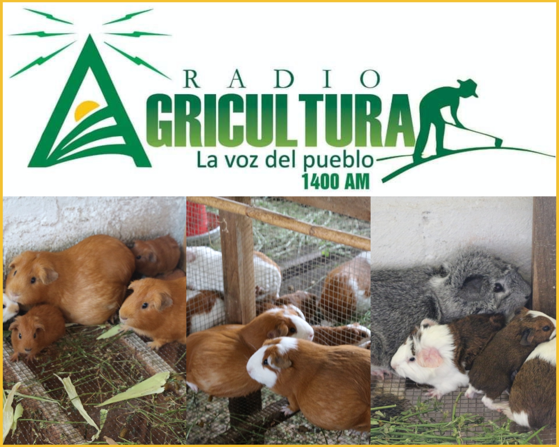 GRACIAS A LA GESTIÓN ENCABEZADA POR NUESTROS LÍDERES CAJAMARQUINOS, PRODUCTORES(AS) DE CUY SE ...