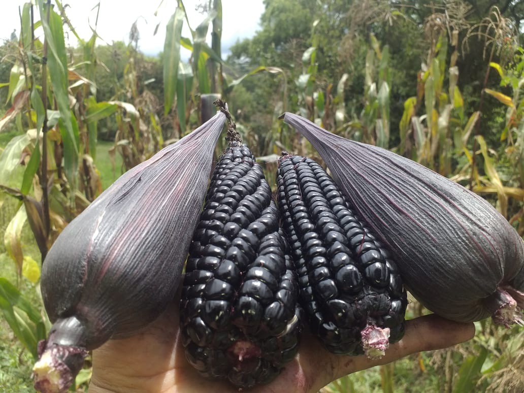 Cajamarca es líder en producción de maíz morado - Radio Agricultura ...